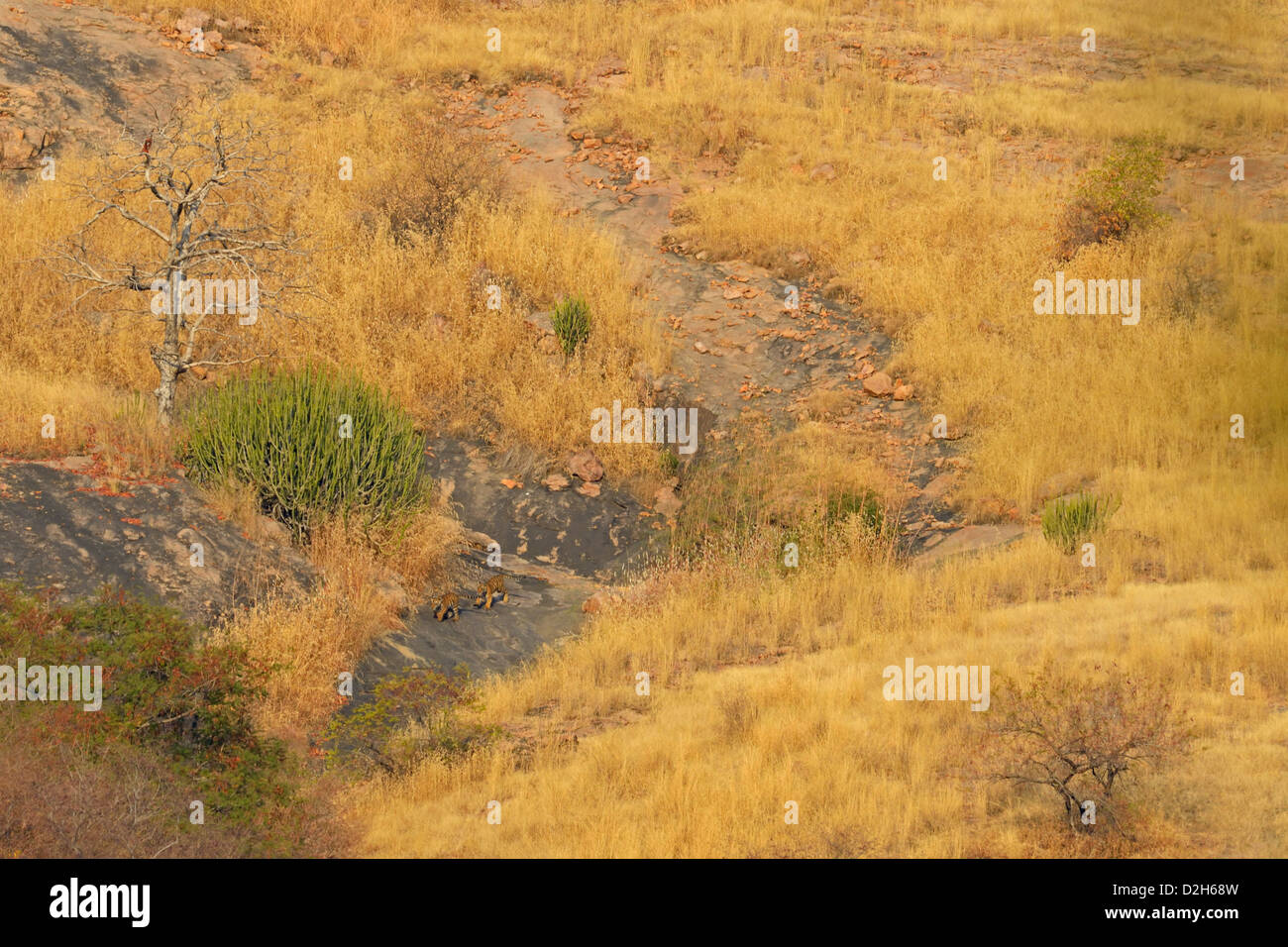 Wild tiger family hi-res stock photography and images - Alamy