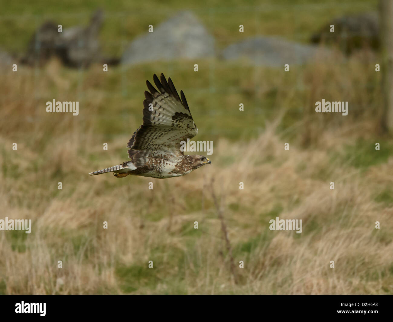 Buzzard in flight Stock Photo - Alamy