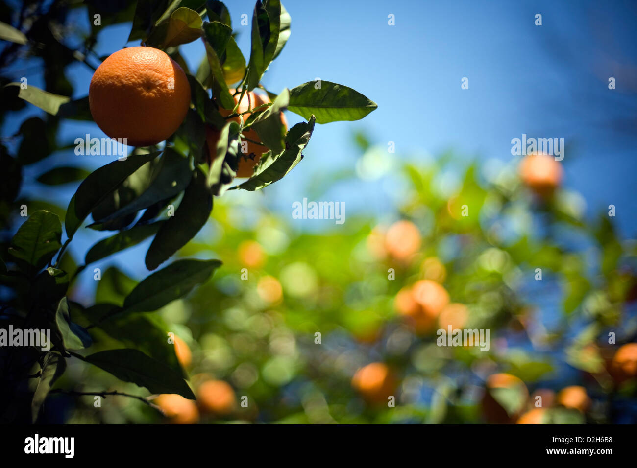 Seville spain nobody orange hi-res stock photography and images - Alamy