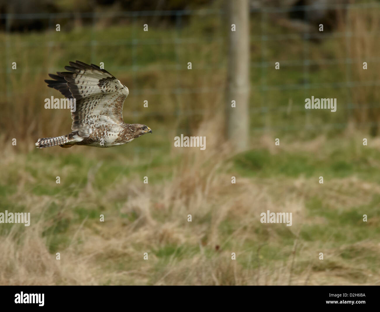 Buzzard in flight Stock Photo - Alamy