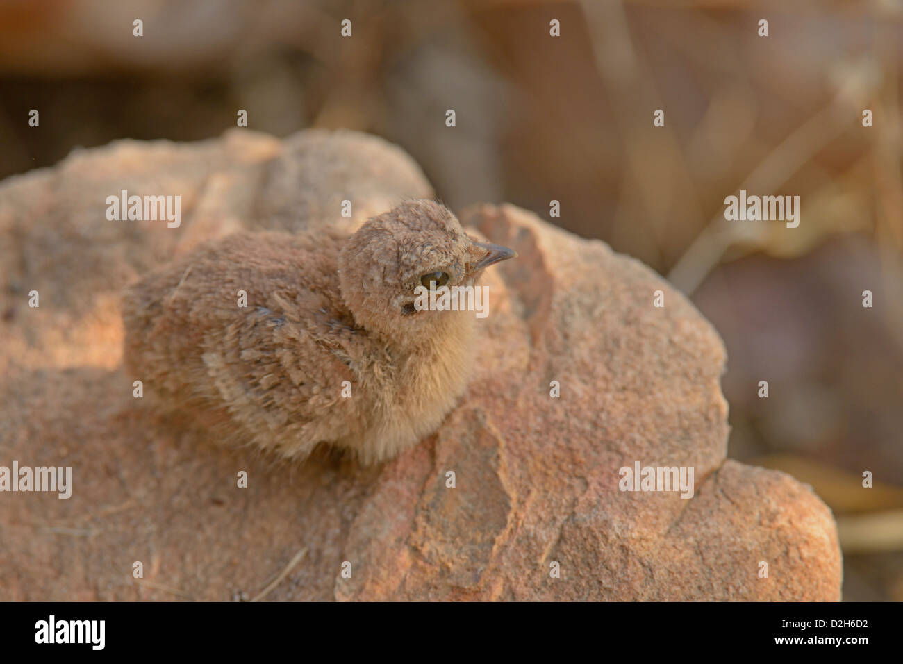 Rock chick hi-res stock photography and images - Alamy