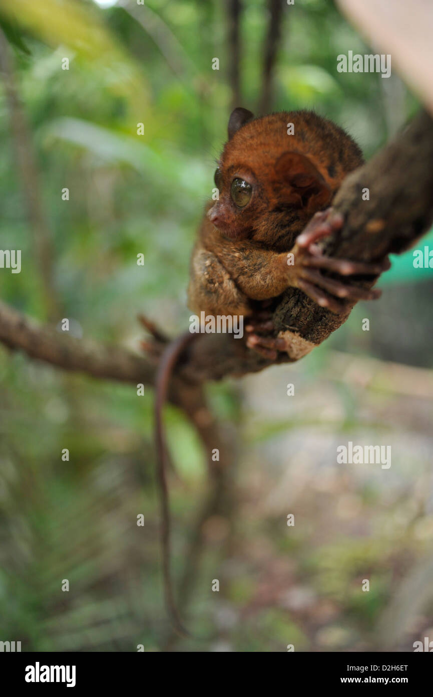 Tarsier eye hi-res stock photography and images - Alamy
