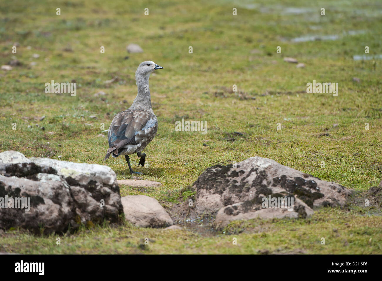 Blue-winged Goose or Abyssinian Blue-winged Goose (Cyanochen cyanoptera ...
