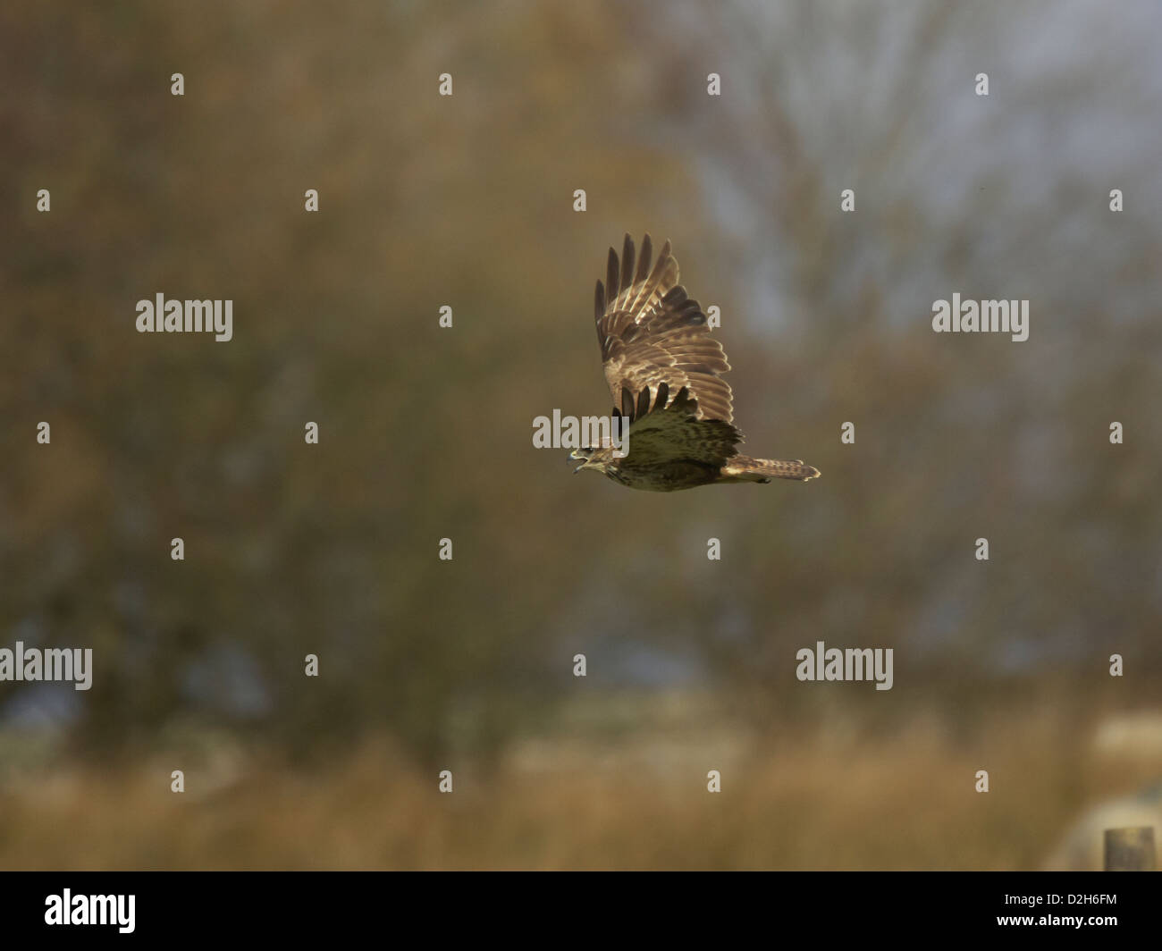 Buzzard in flight Stock Photo - Alamy