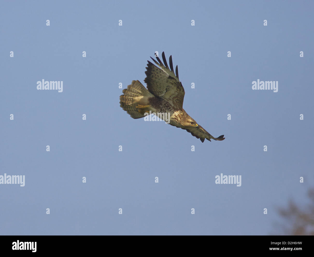 Buzzard in flight Stock Photo - Alamy