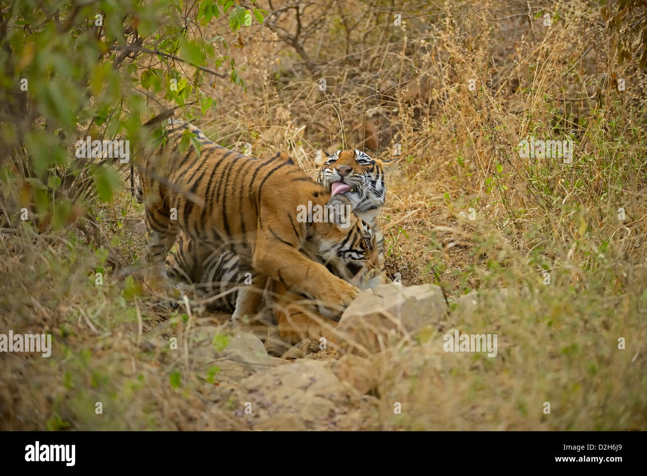 Tiger family - mother and one cub - playing in Ranthambhore national ...