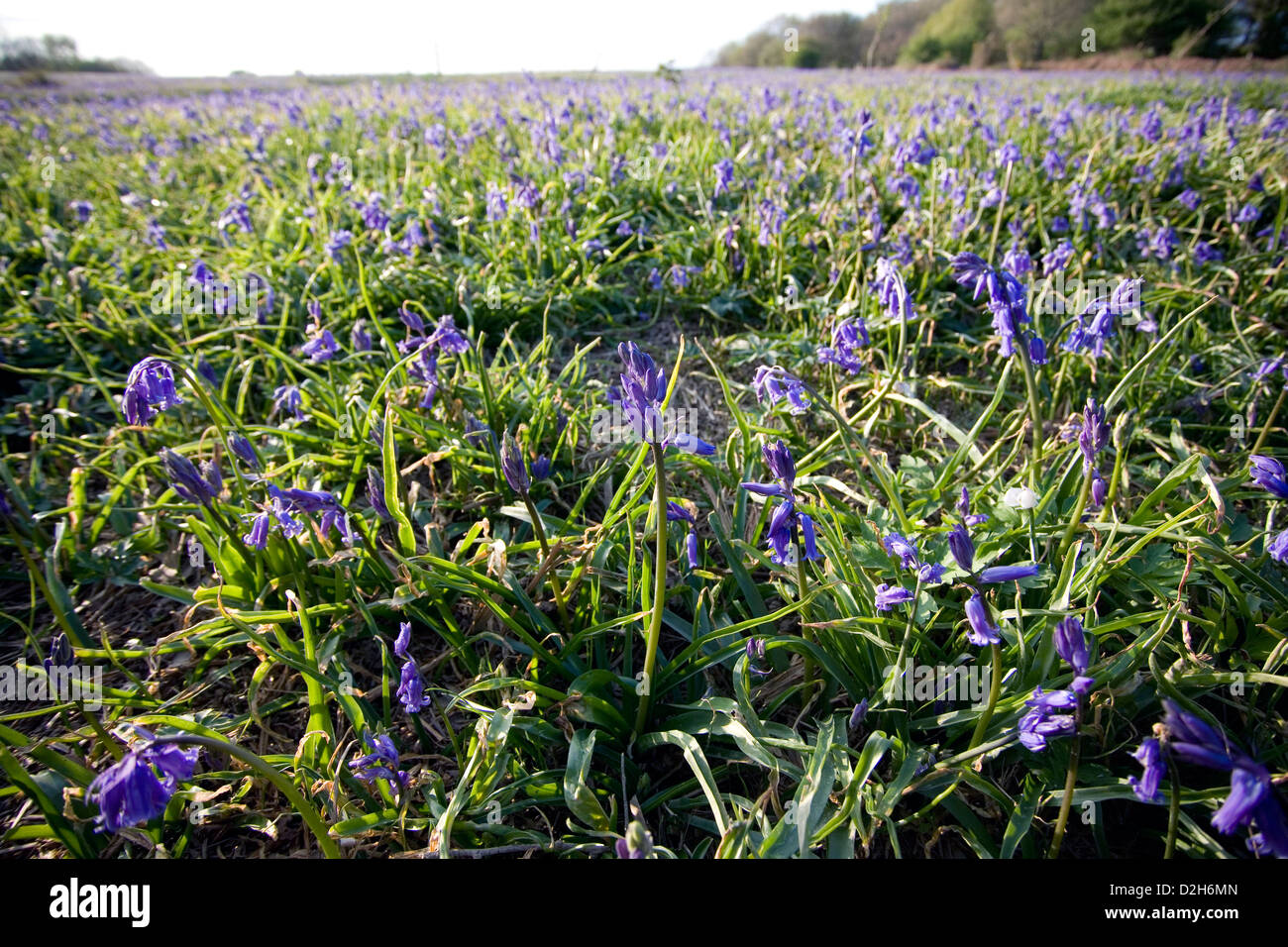 An open field of Bluebell flowers in Spring time in the South East of ...