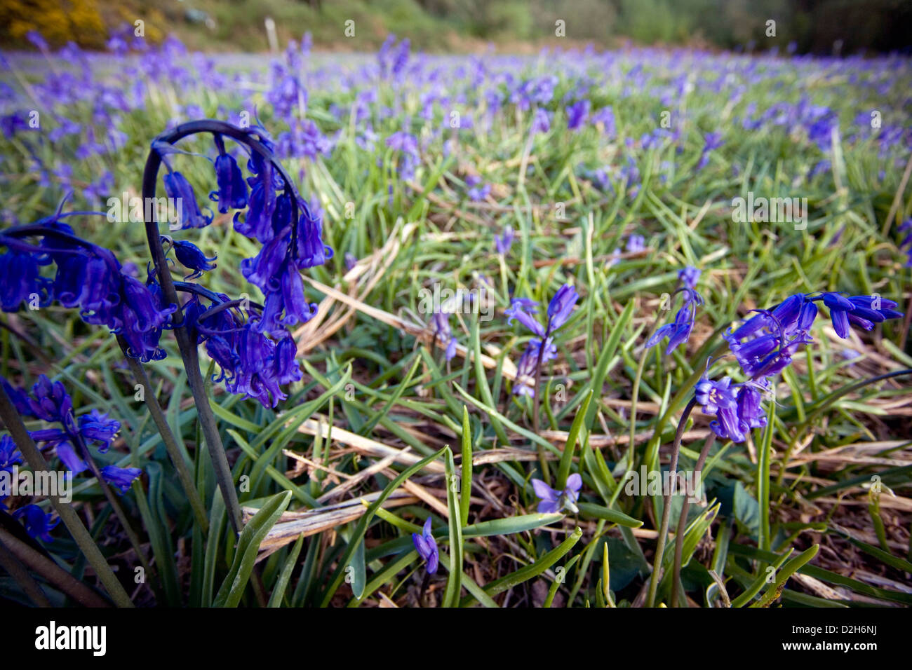 An open field of Bluebell flowers in Spring time in the South East of ...