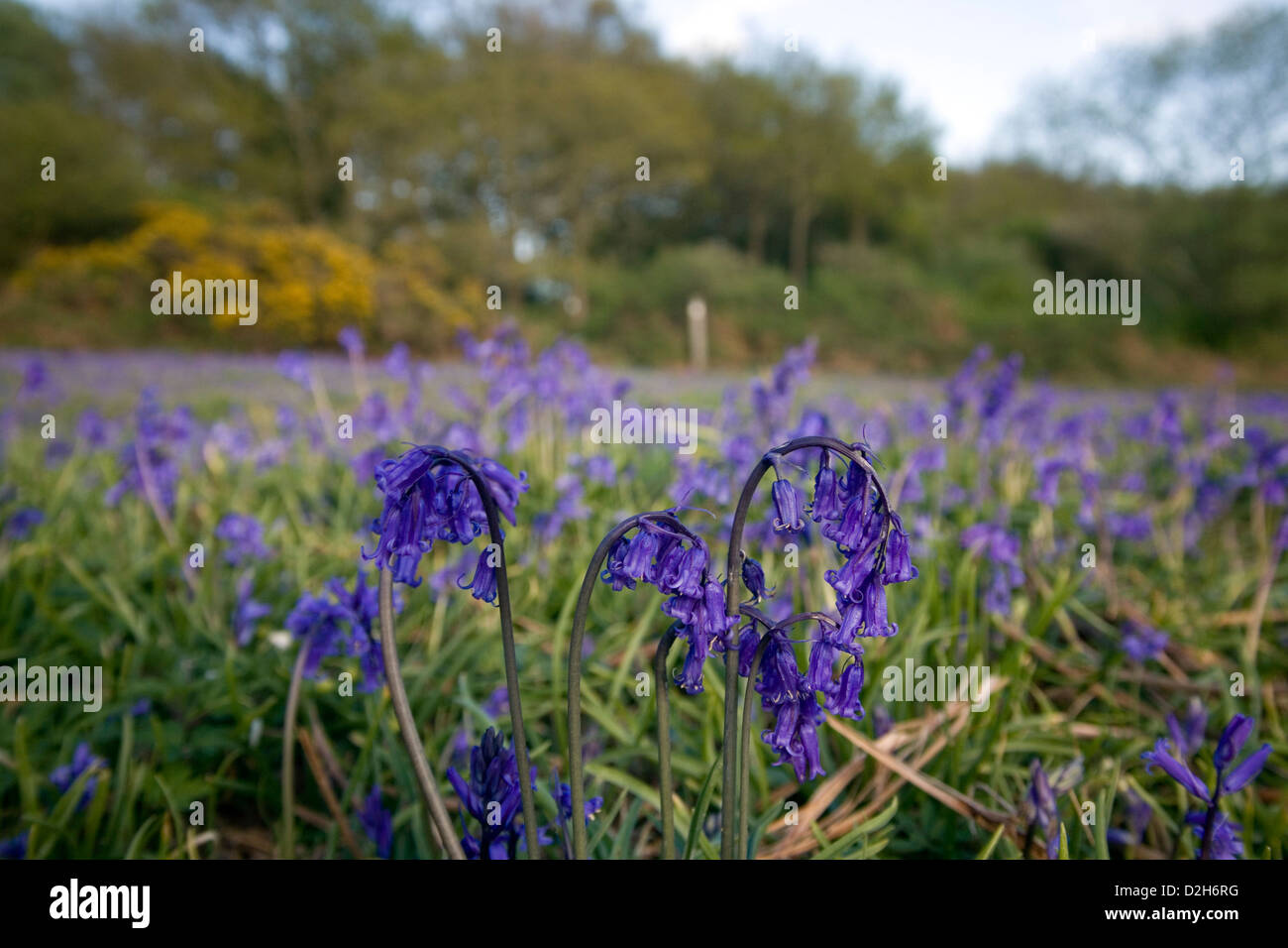 Field of bluebell hi-res stock photography and images - Alamy