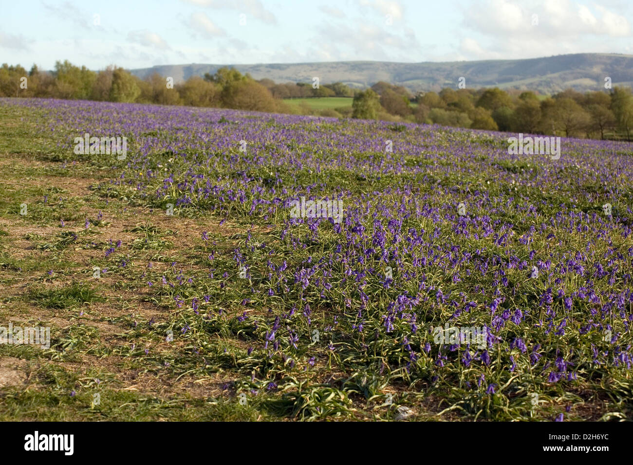 An open field of Bluebell flowers in Spring time in the South East of ...