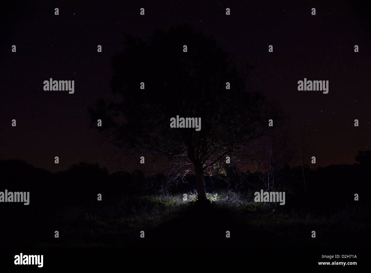 A backlit tree taken at night in the English countryside Stock Photo ...