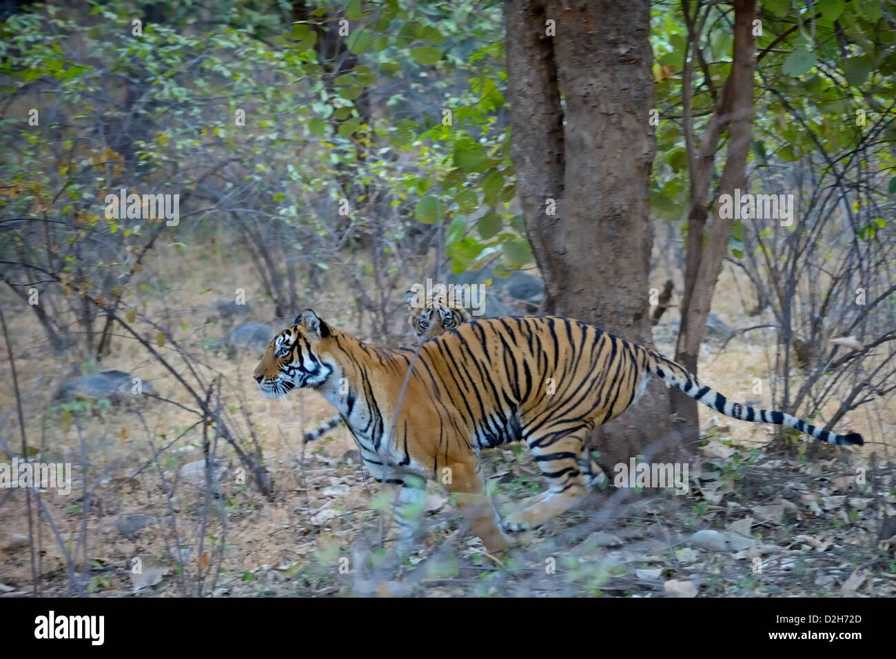 Bengal tiger cub family hi-res stock photography and images - Alamy
