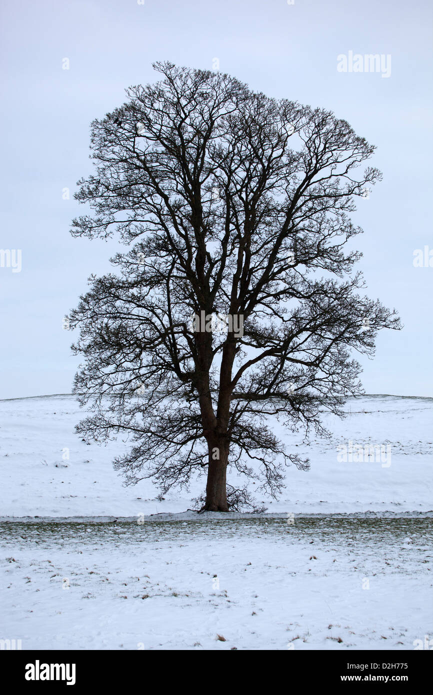 Tree in Winter with Snow Stock Photo - Alamy