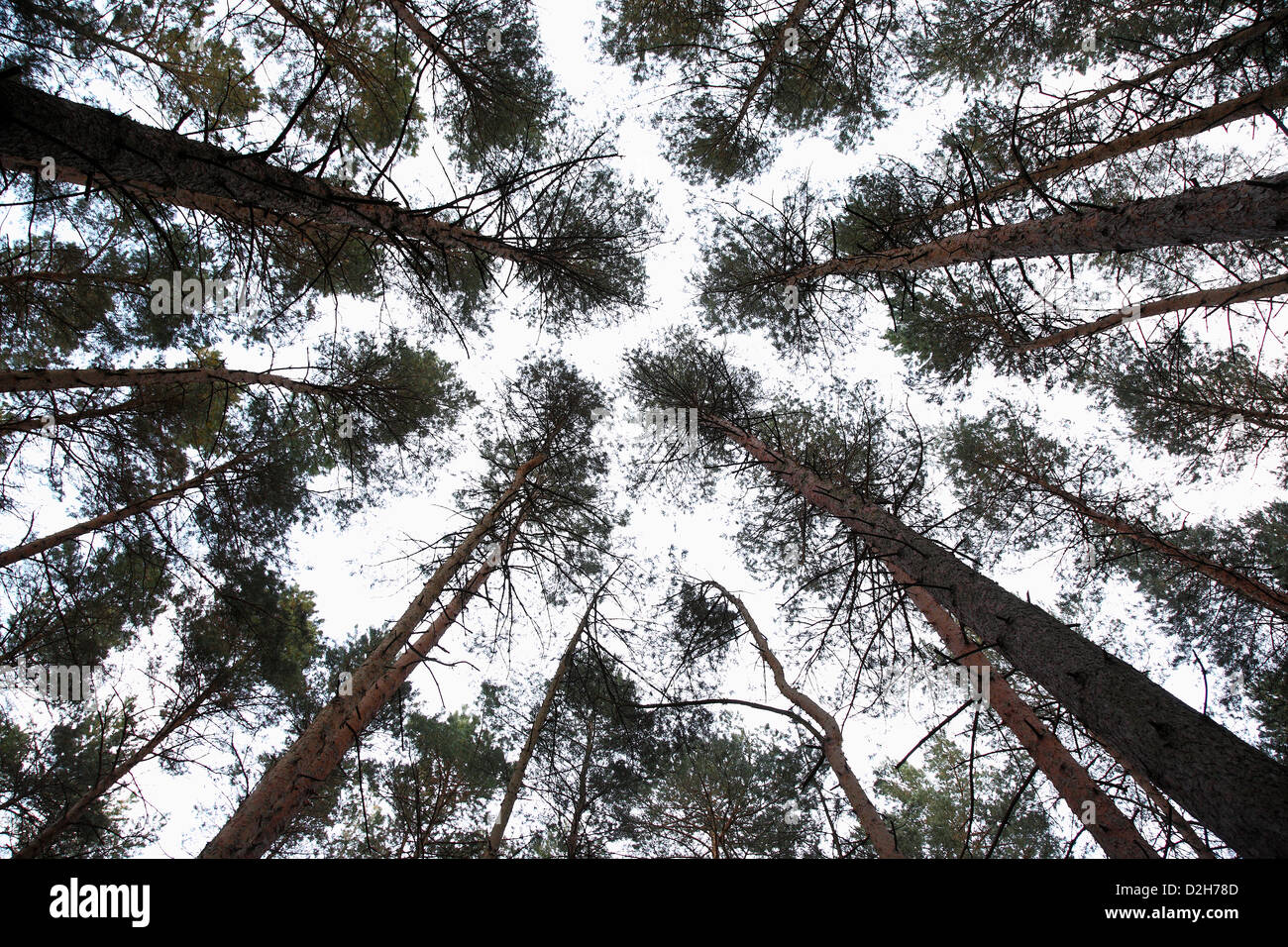 Pine forest brandenburg hi-res stock photography and images - Alamy