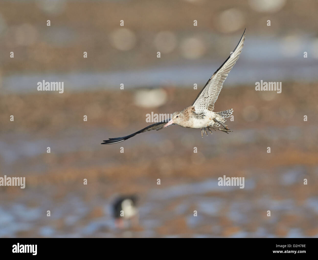 Bar-tailed Godwit in flight Stock Photo - Alamy