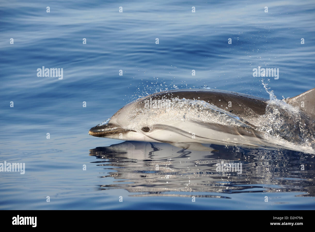 Striped dolphin jumping on the surface, Mediterranean Sea during summer ...