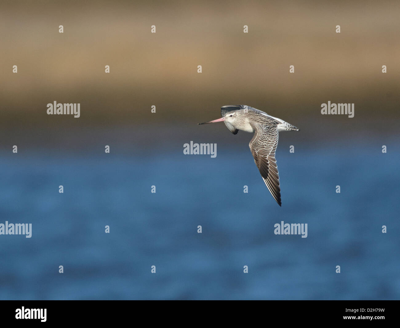 Bar-tailed Godwit in flight Stock Photo - Alamy
