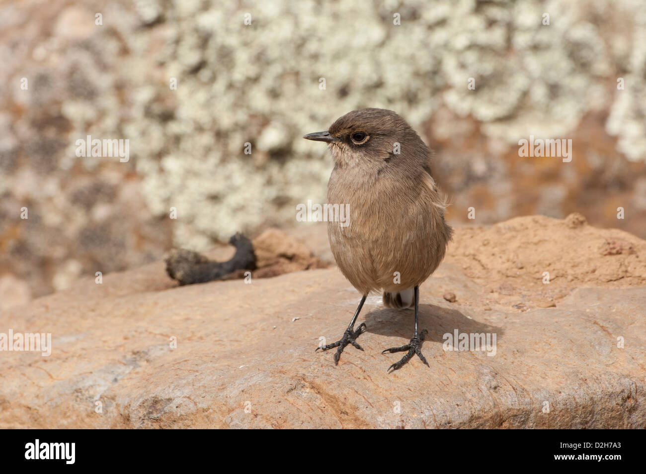 Ethiopian chat hi-res stock photography and images - Alamy