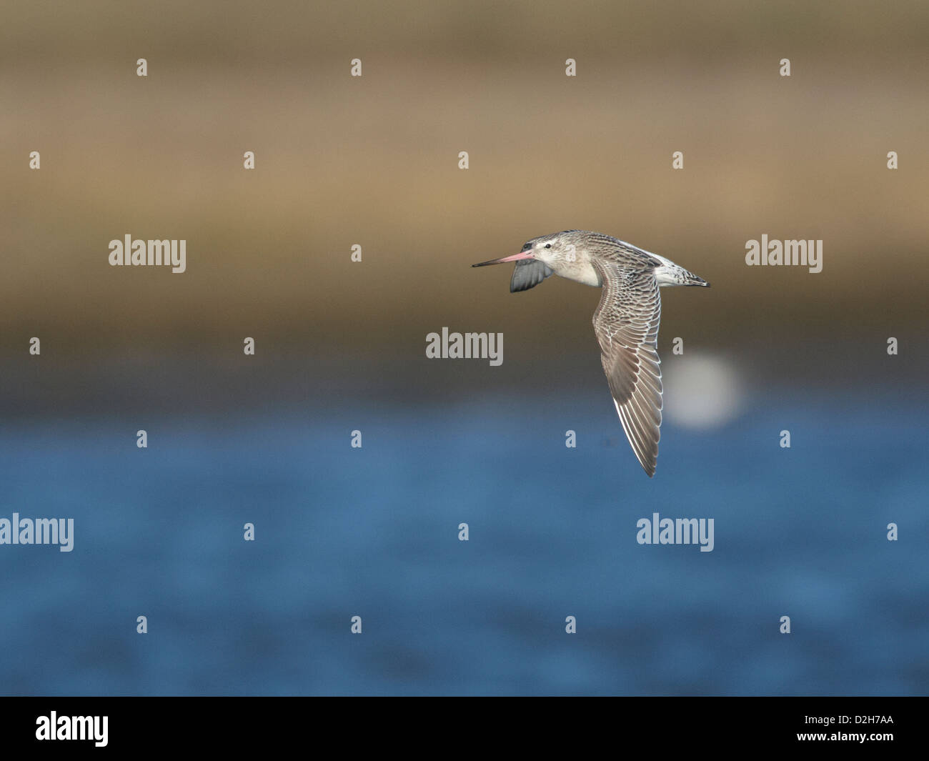 Bar-tailed Godwit in flight Stock Photo - Alamy