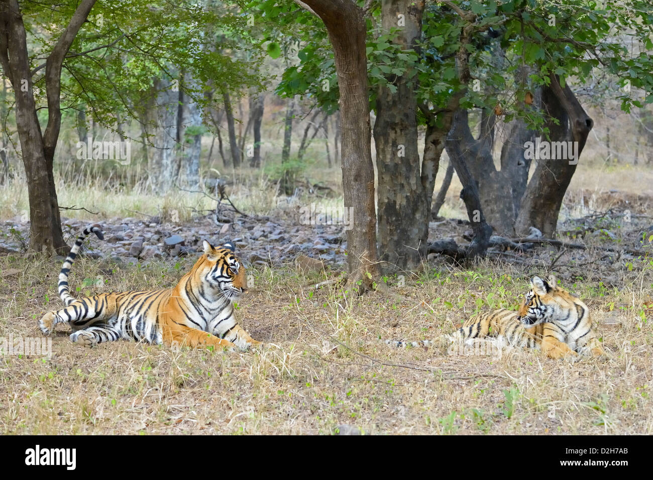 Bengal tiger cub family hi-res stock photography and images - Alamy