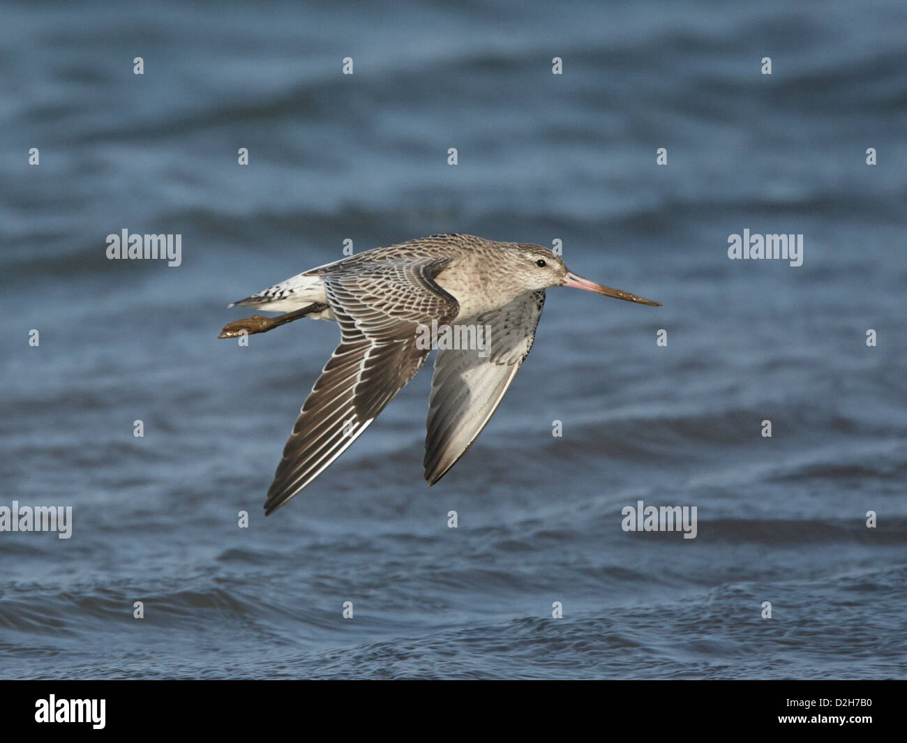 Bar-tailed Godwit in flight Stock Photo - Alamy