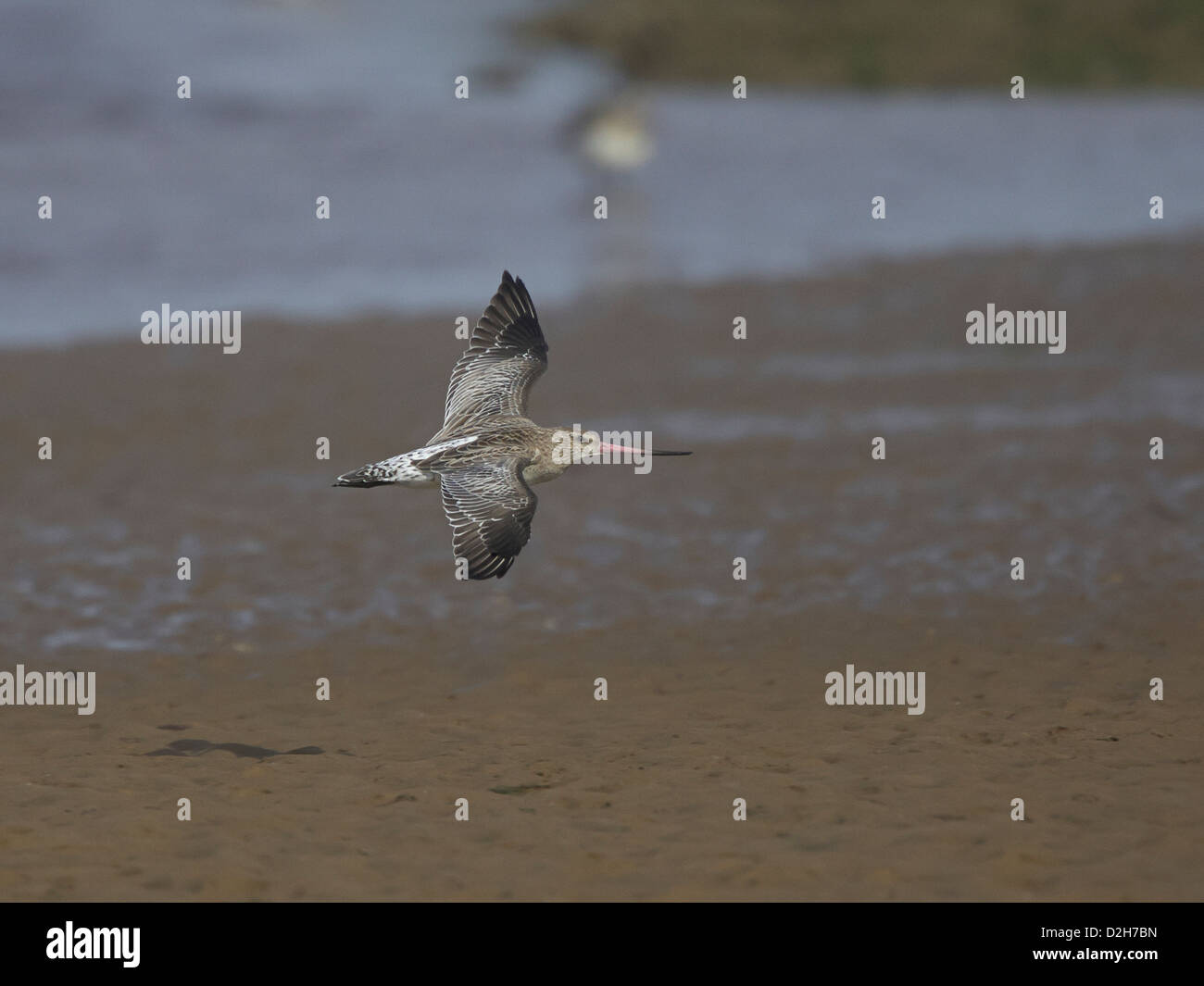 Bar-tailed Godwit in flight Stock Photo - Alamy