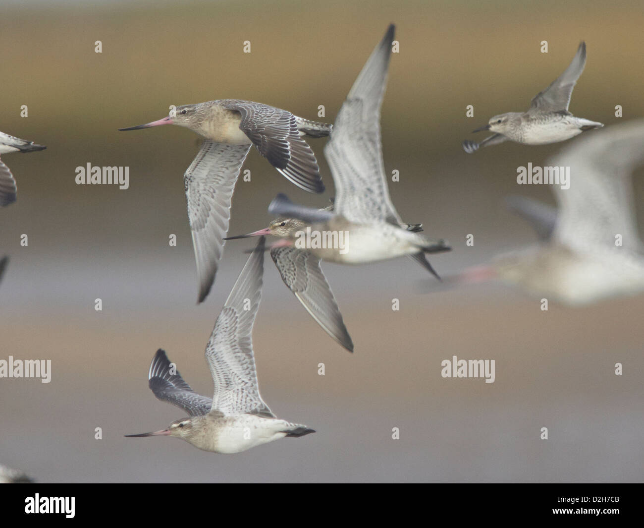 Bar-tailed Godwit in flight Stock Photo - Alamy