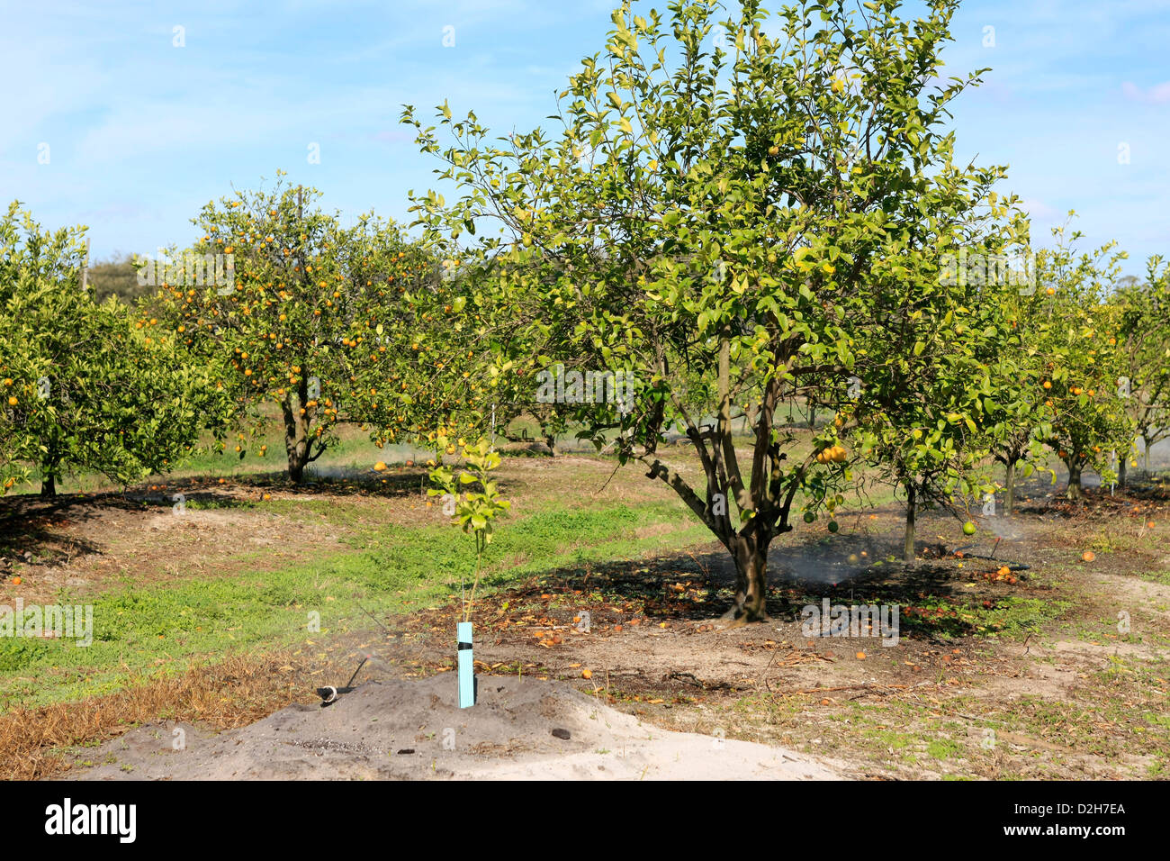 Citrus grove hi-res stock photography and images - Alamy