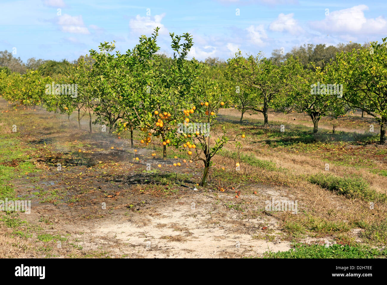 Citrus Grove High Resolution Stock Photography and Images - Alamy