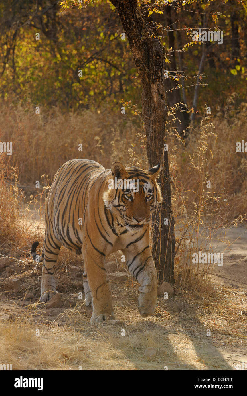 Tiger in the dry grasses of Ranthambore tiger reserve Stock Photo - Alamy