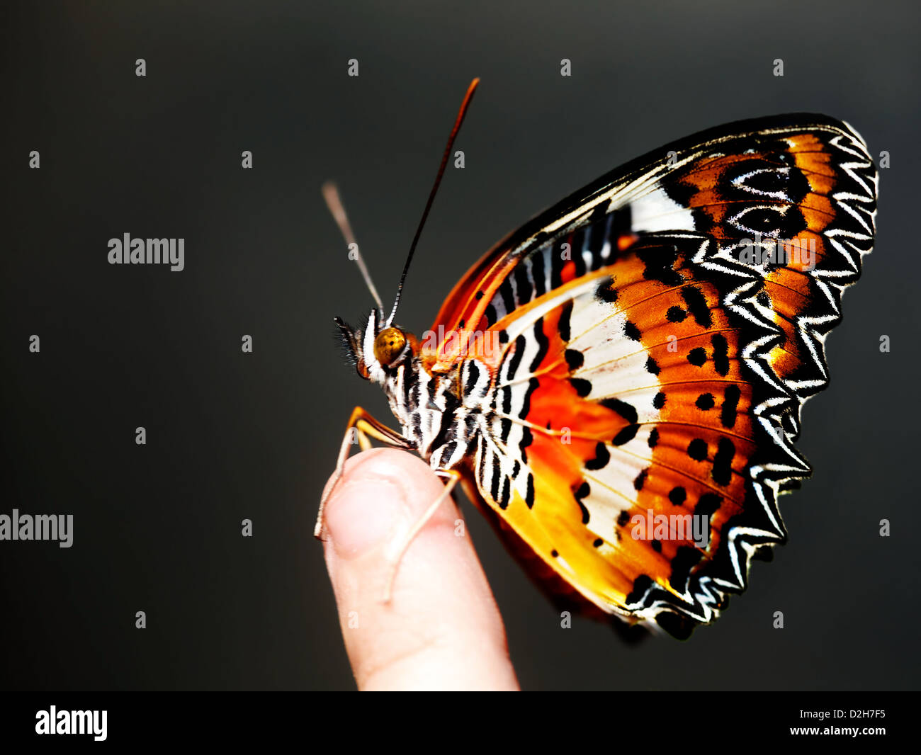 Hand with butterfly Stock Photo - Alamy