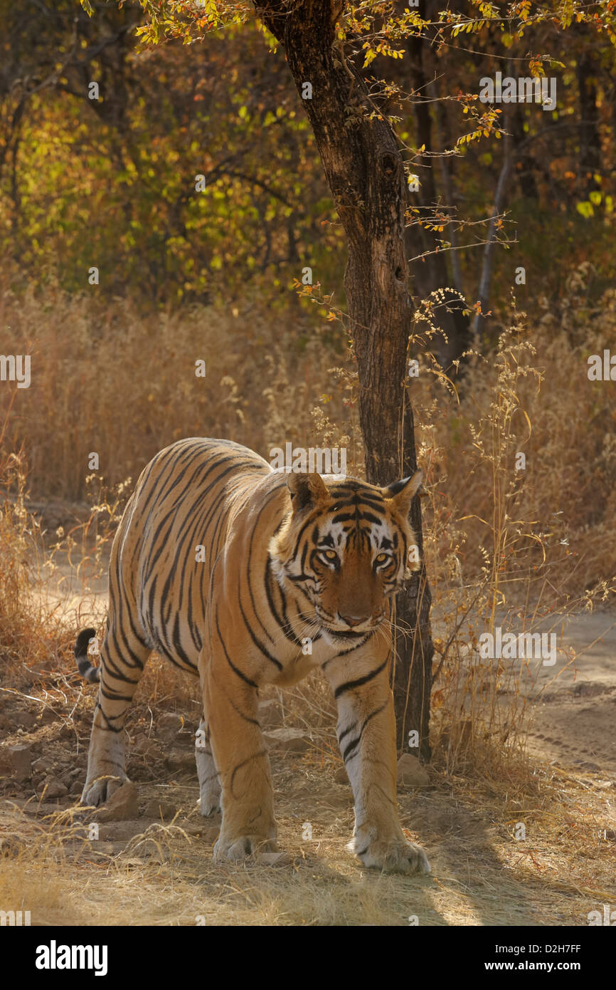 Tiger in the dry grasses of Ranthambore tiger reserve Stock Photo - Alamy