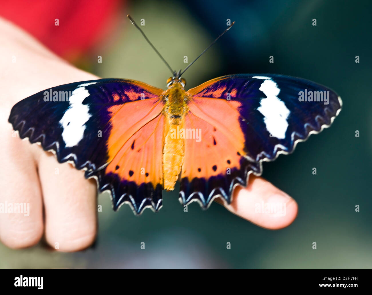 Hand with butterfly Stock Photo - Alamy
