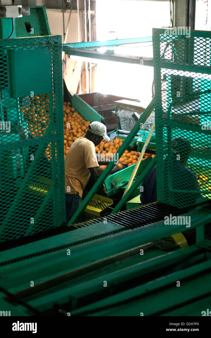 The machinery used to wash and inspect oranges ready for grading and ...
