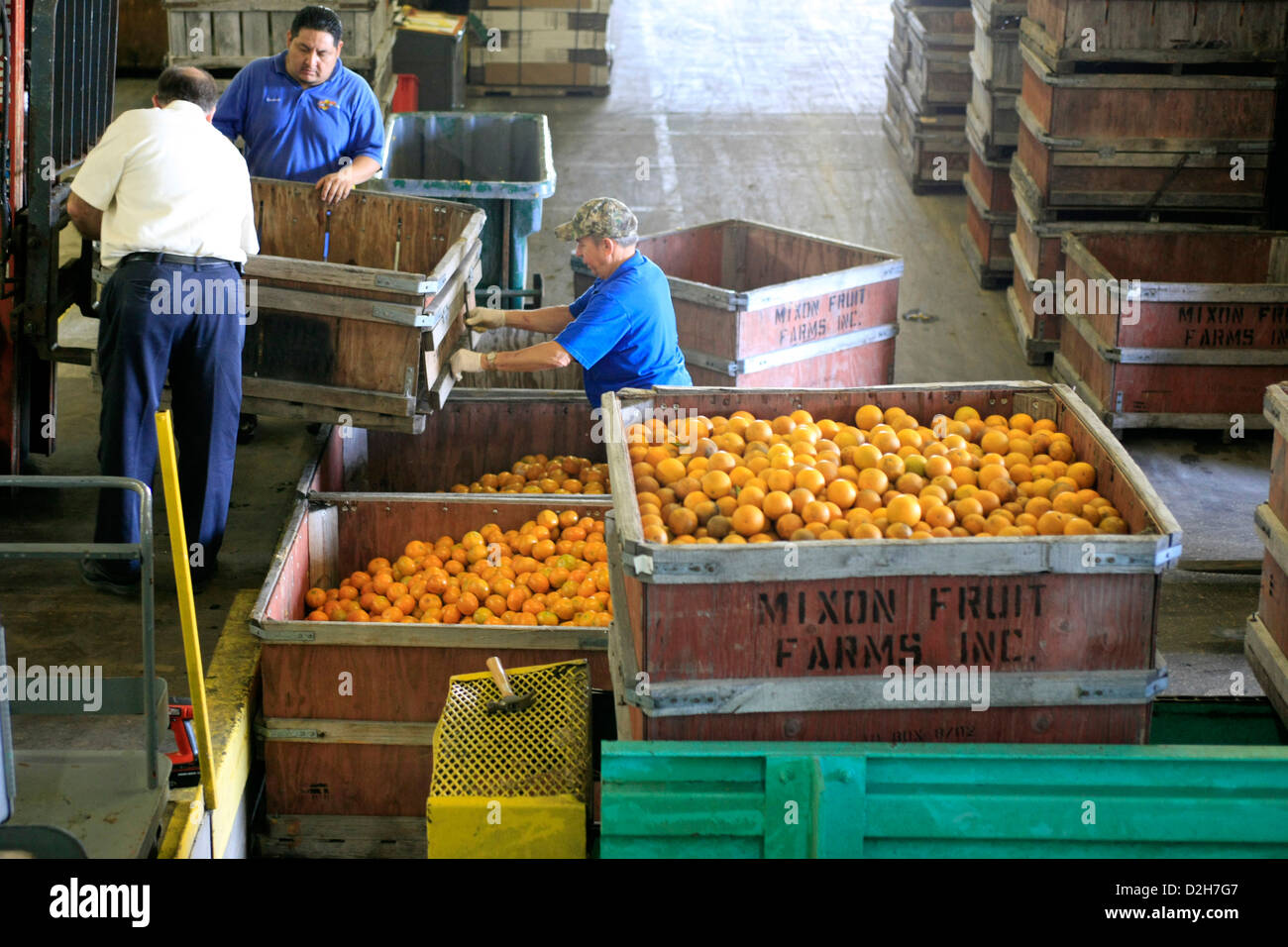 Fruit processing hi-res stock photography and images - Alamy