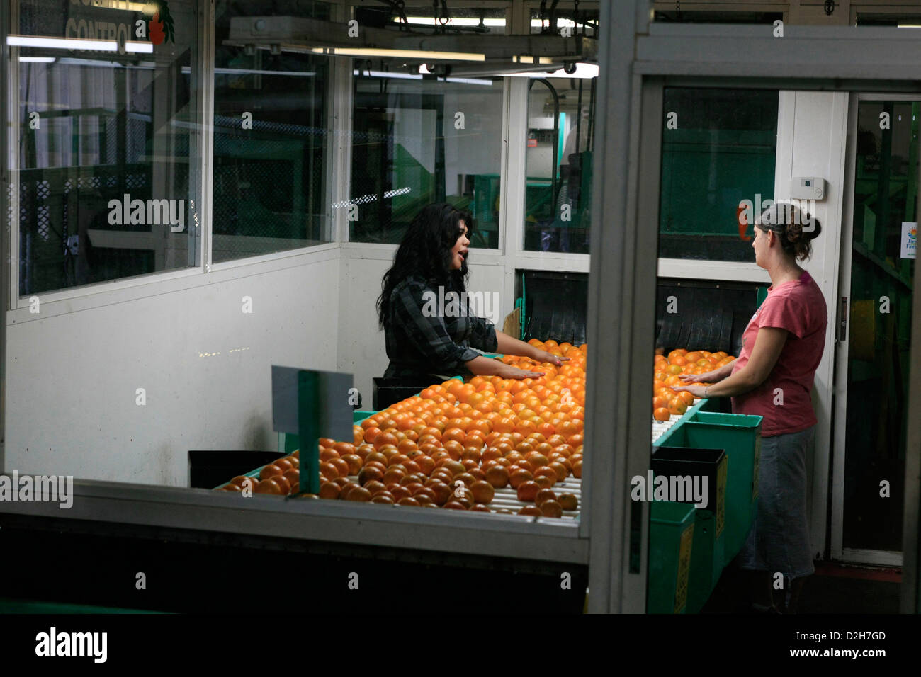 The machinery used to wash and inspect oranges ready for grading and ...