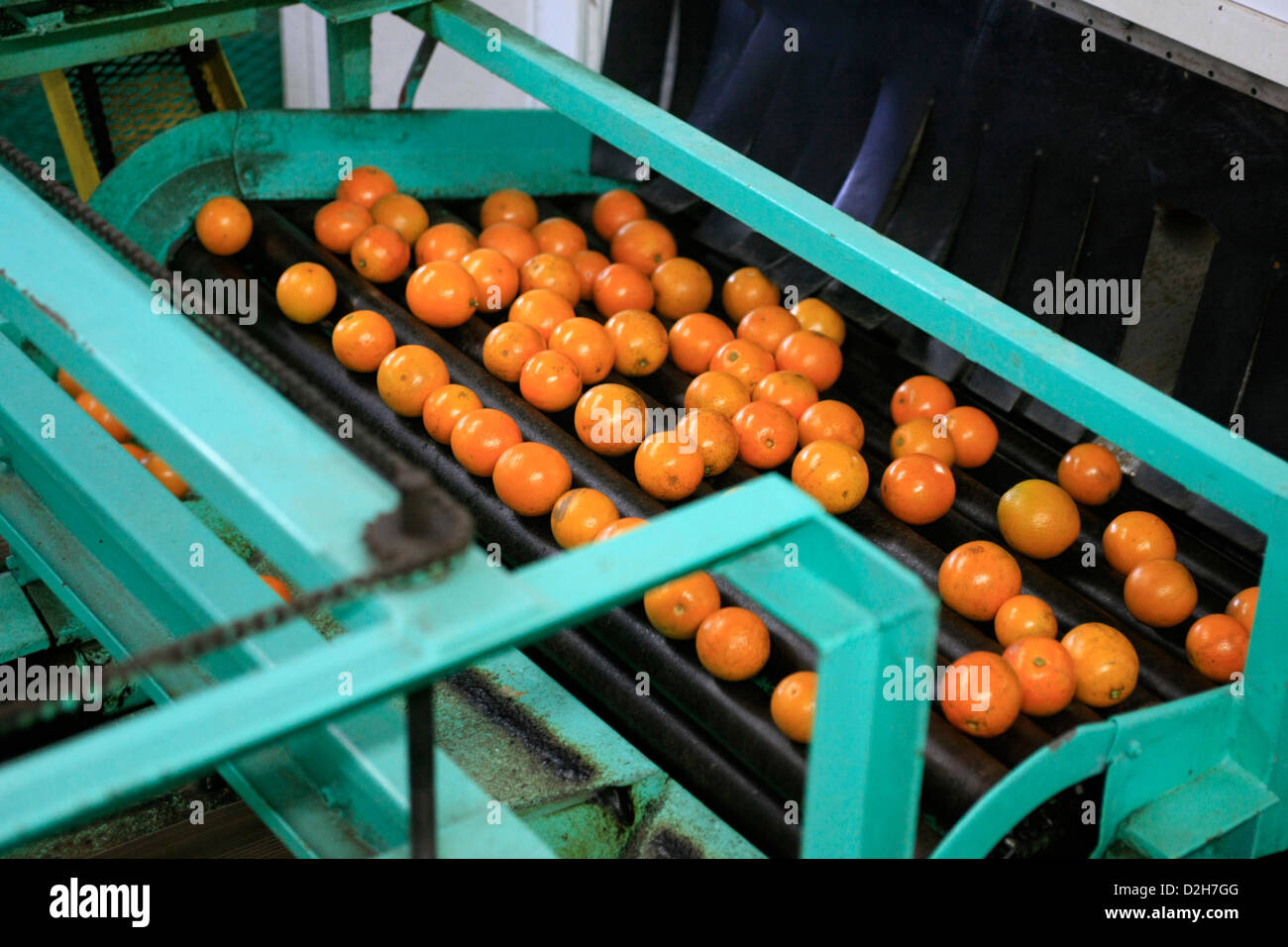 The machinery used to wash and inspect oranges ready for grading and ...