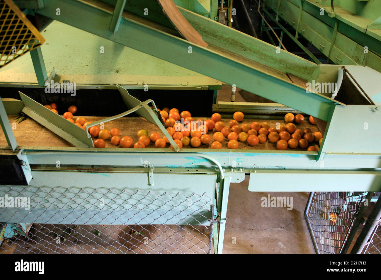 The machinery used to wash and inspect oranges ready for grading and ...