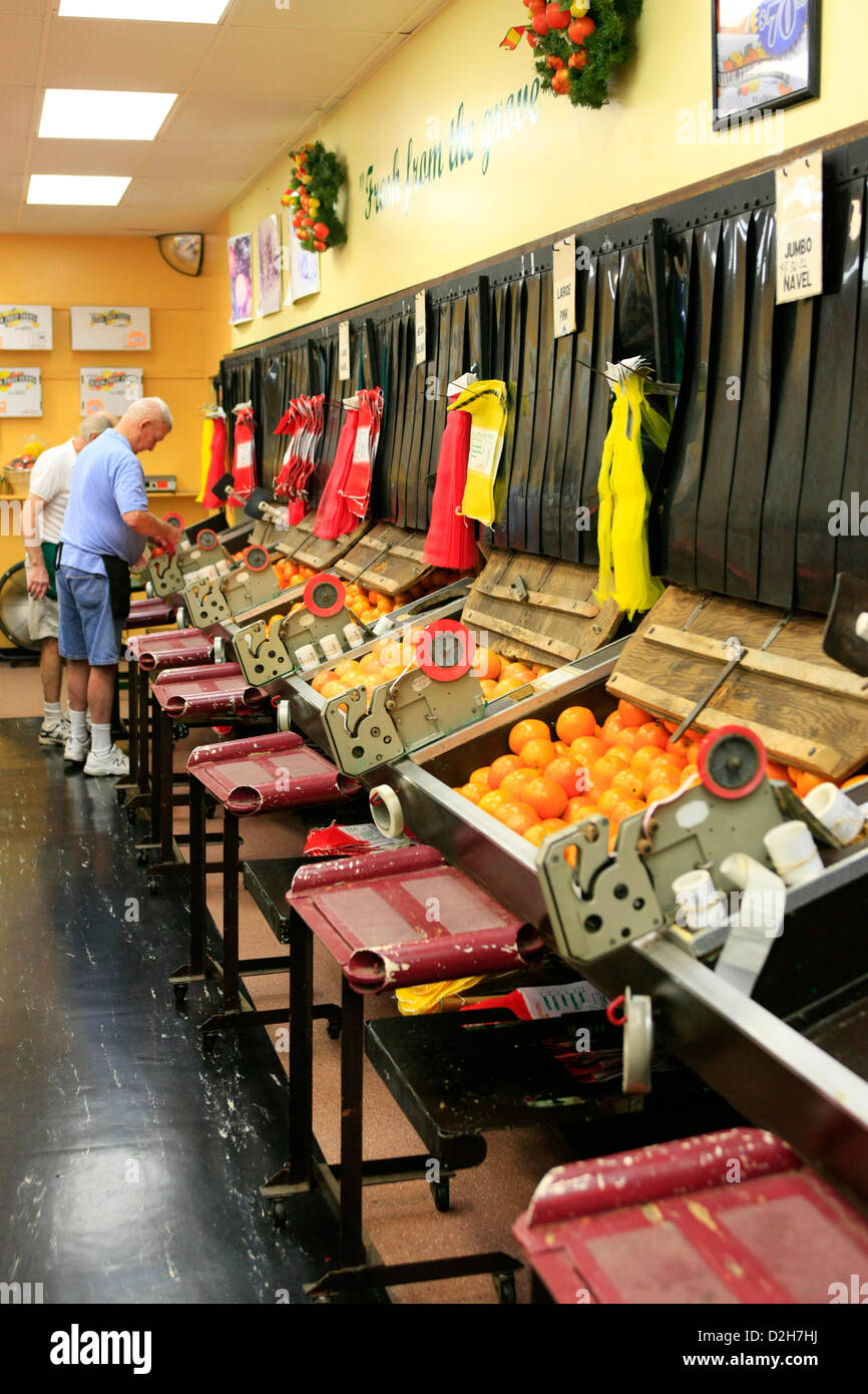 Oranges factory hi-res stock photography and images - Alamy