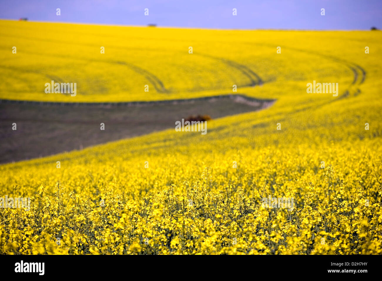 An expansive field of bright yellow rapeseed crops growing on the top ...