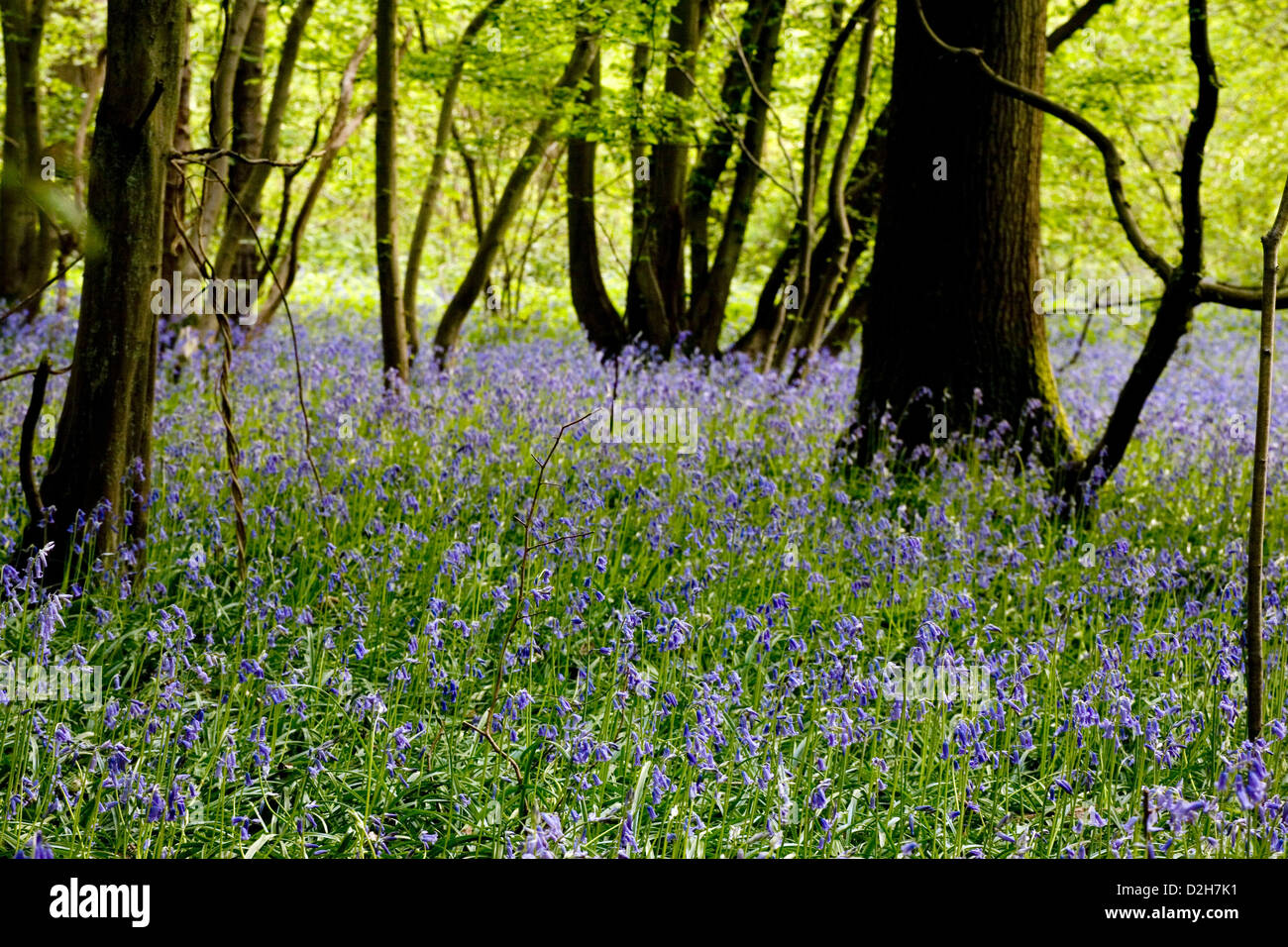 Purple bluebell flowers creating a carpet of colour in some woodland in ...