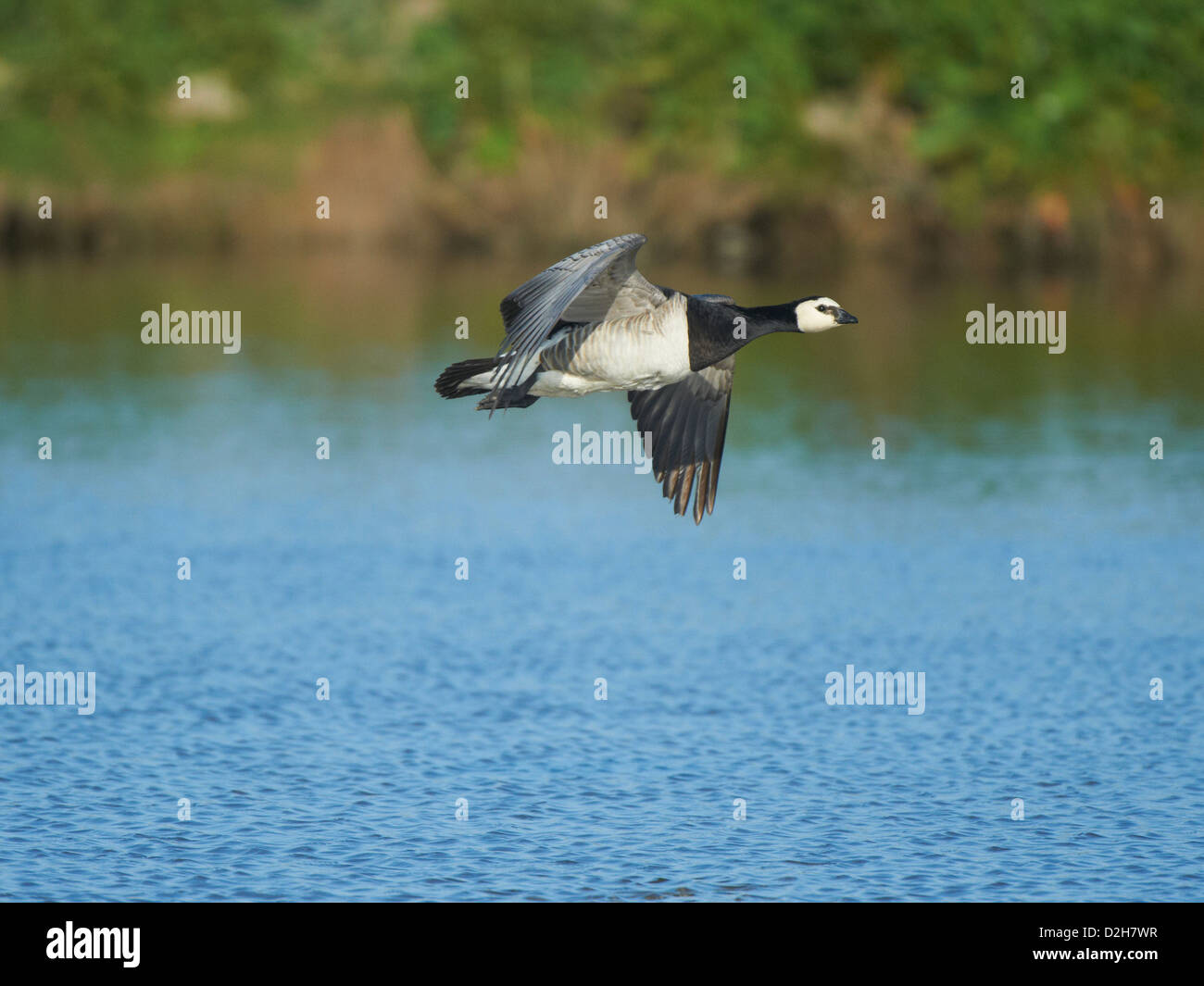 Barnacle Goose in flight Stock Photo - Alamy