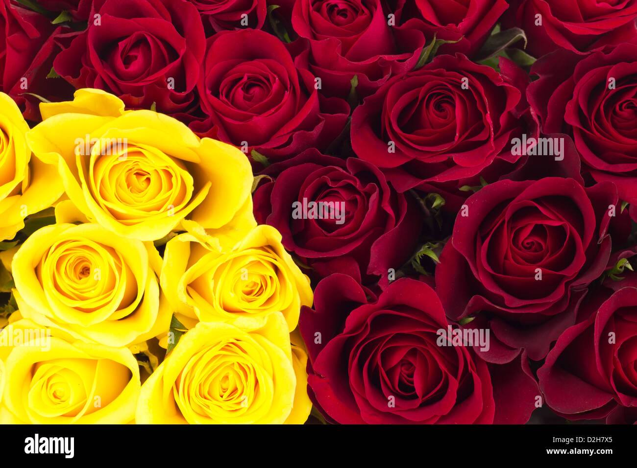 Closeup of roses Stock Photo - Alamy