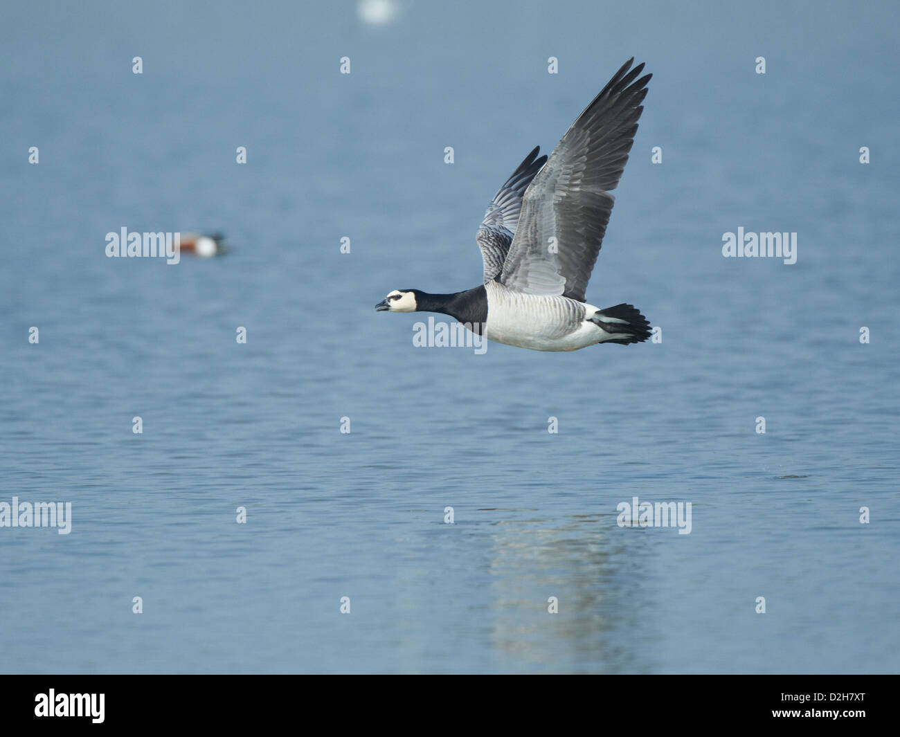 Barnacle Goose in flight Stock Photo - Alamy