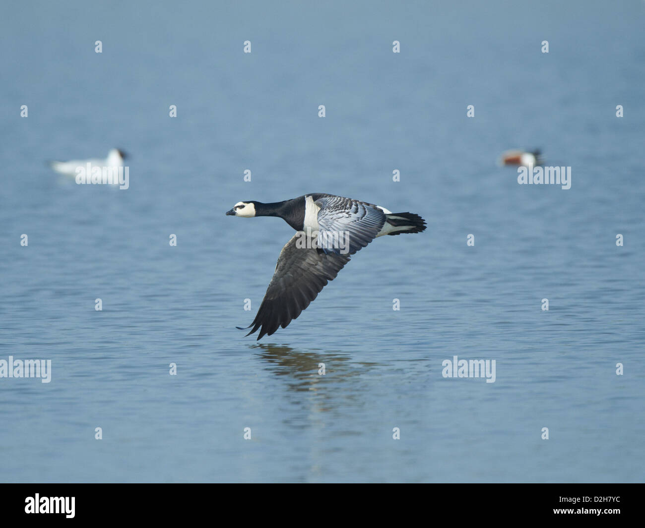 Barnacle Goose in flight Stock Photo - Alamy