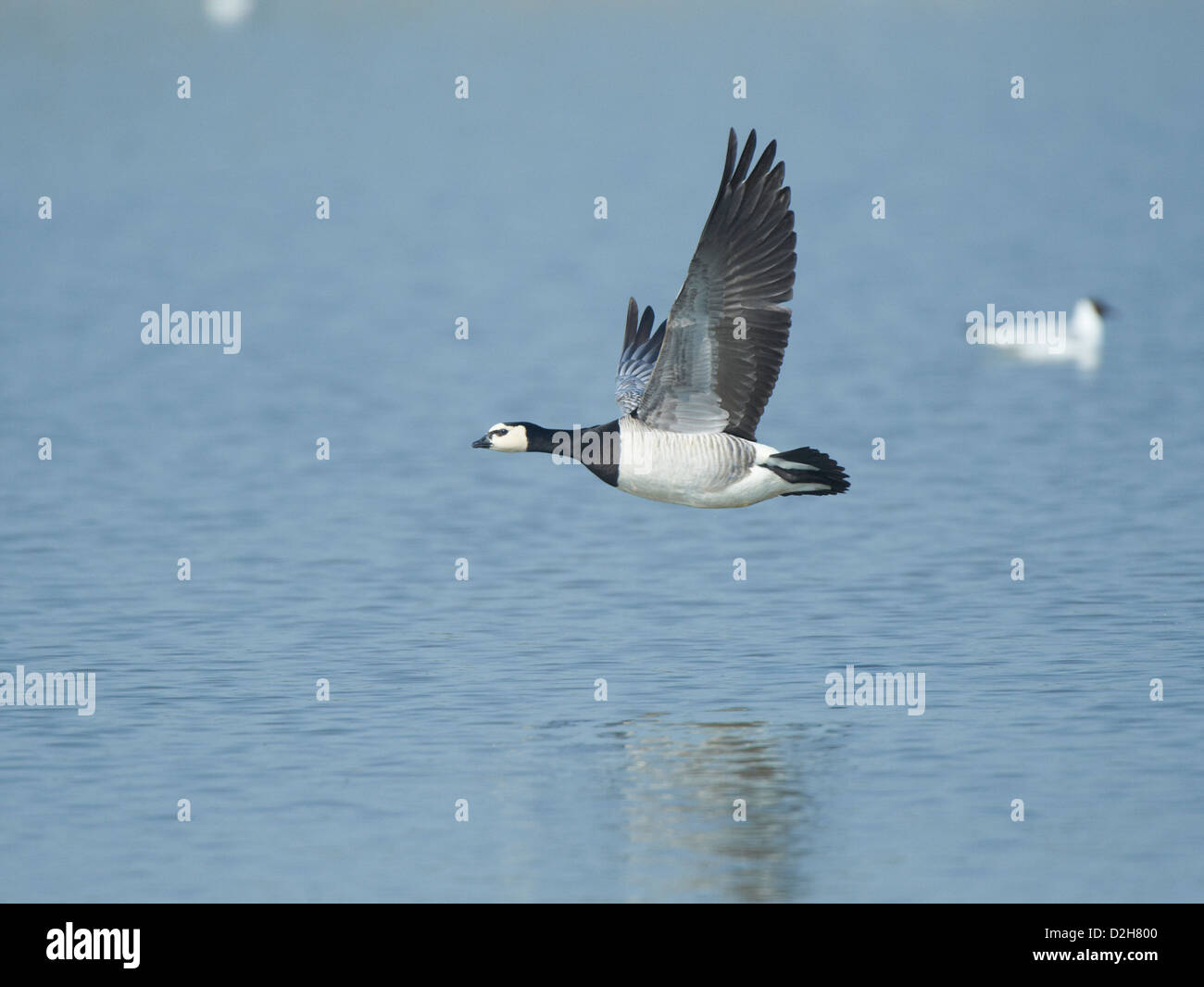 Barnacle Goose in flight Stock Photo - Alamy