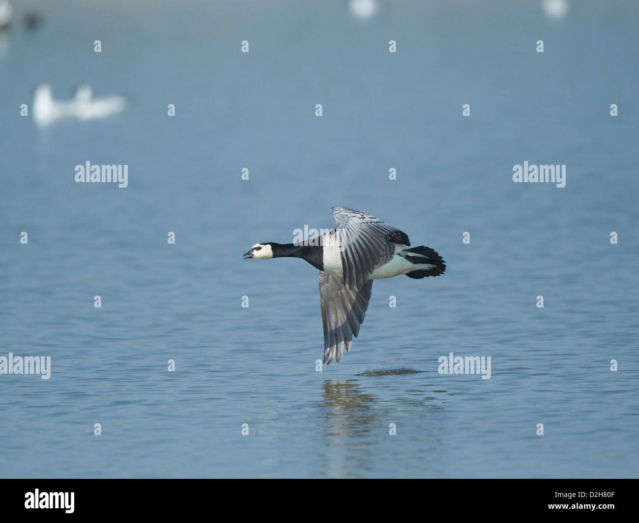 Barnacle Goose in flight Stock Photo - Alamy