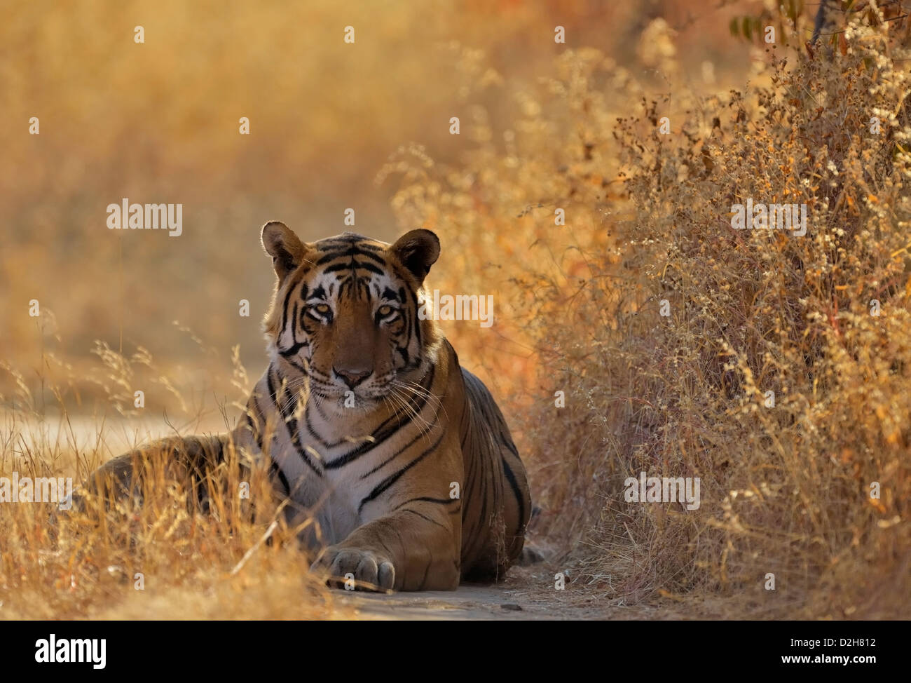 Tiger sitting on a forest track in Ranthambore tiger reserve Stock ...