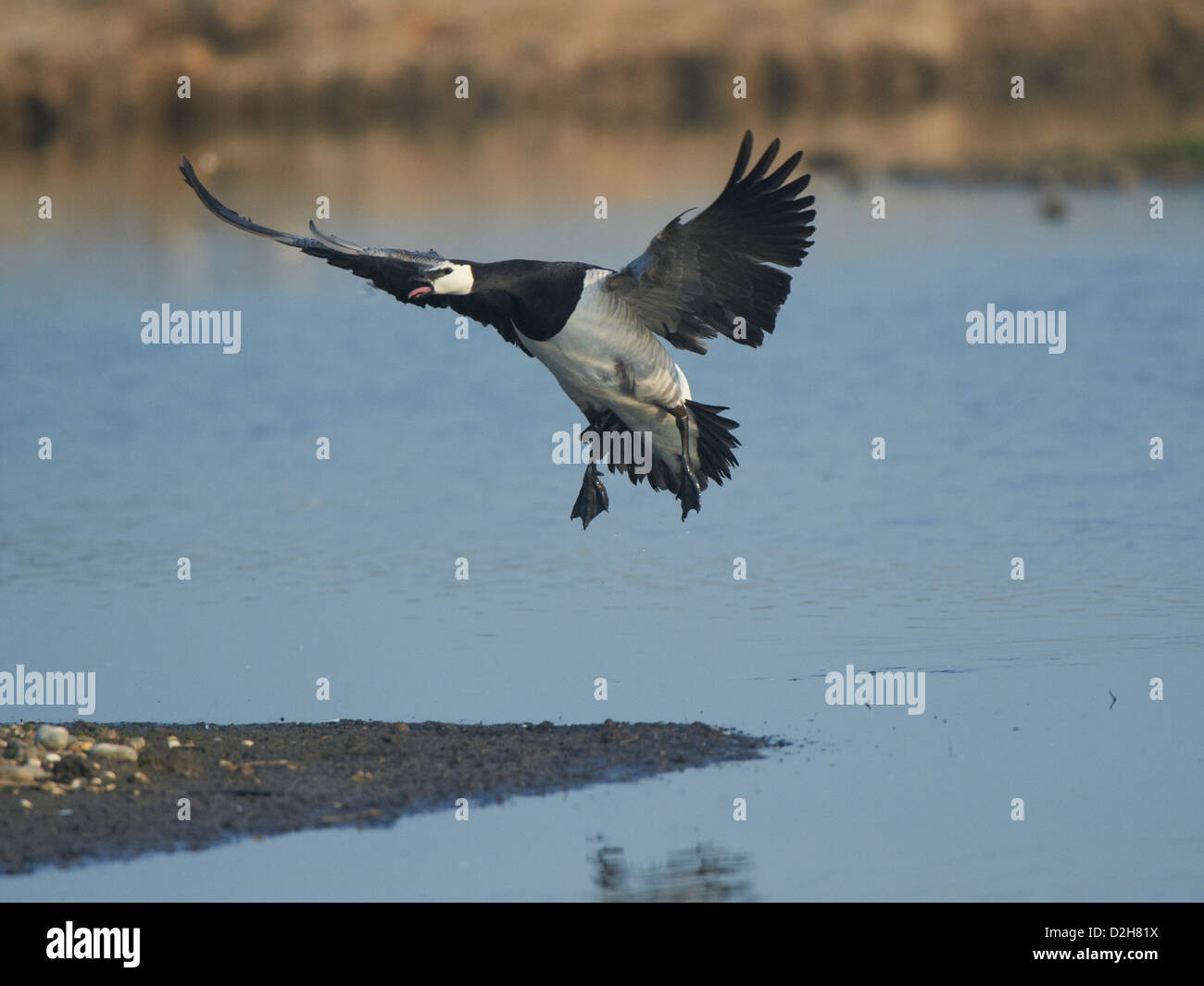 Barnacle Goose in flight Stock Photo - Alamy