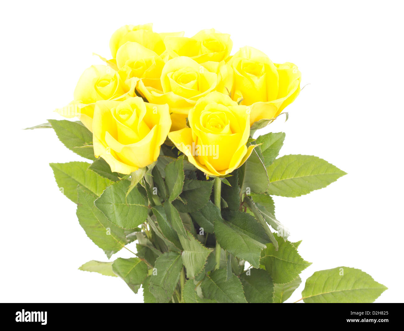 Bunch of roses Stock Photo - Alamy